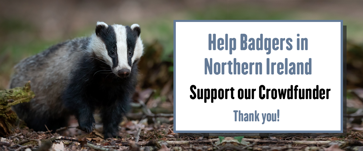 Please help us defend Badgers in Northern Ireland - Wild Justice