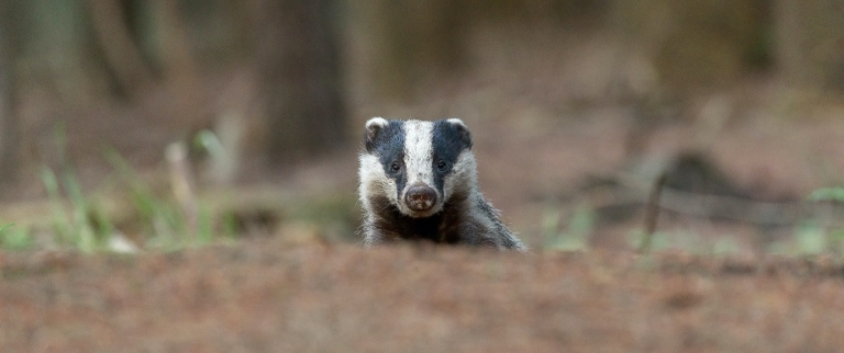 What’s happening with Badgers in Northern Ireland? - Wild Justice