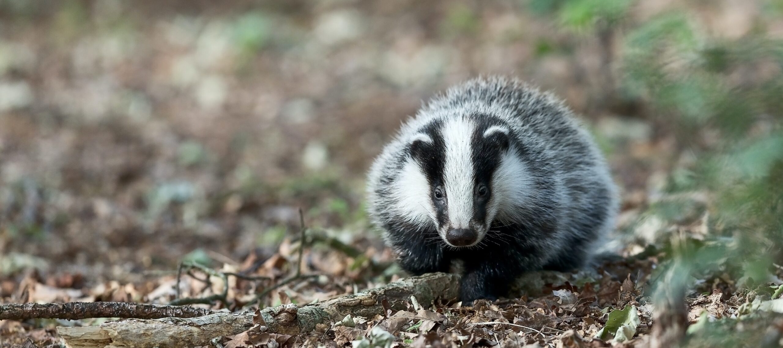 The confusing Defra Badger consultation - Wild Justice