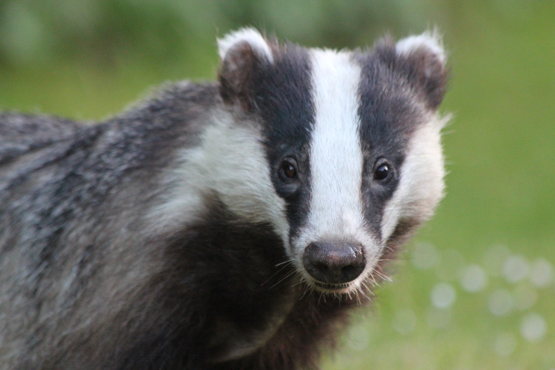 Badger consultation period - last minute extension - Wild Justice