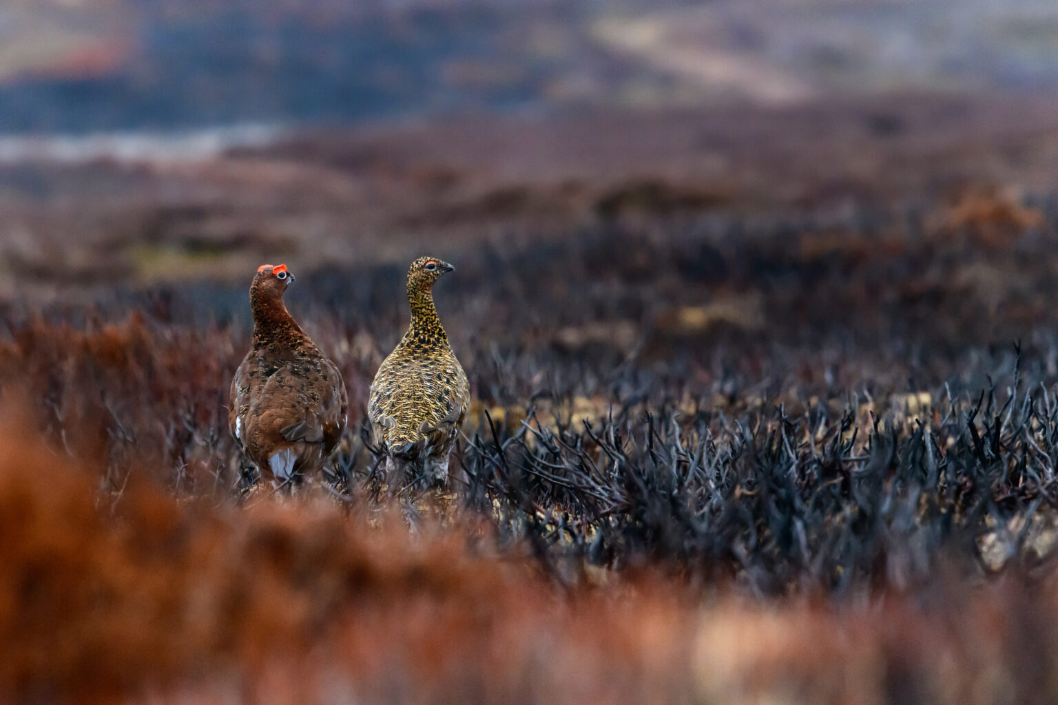 Driven grouse shooting - what it is and why it must be banned. - Wild ...