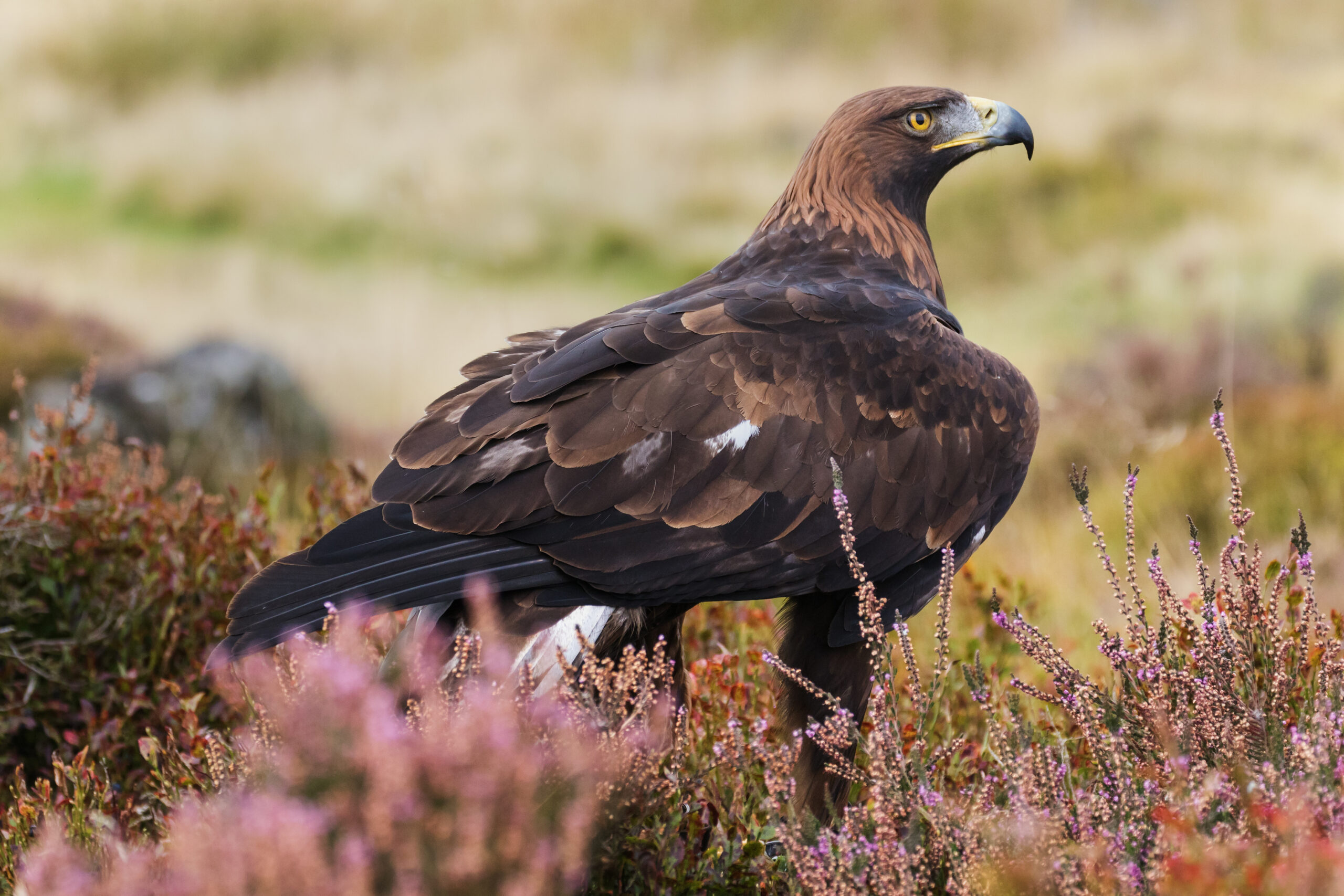 How low will they go? Shooting a sleeping beauty - Wild Justice