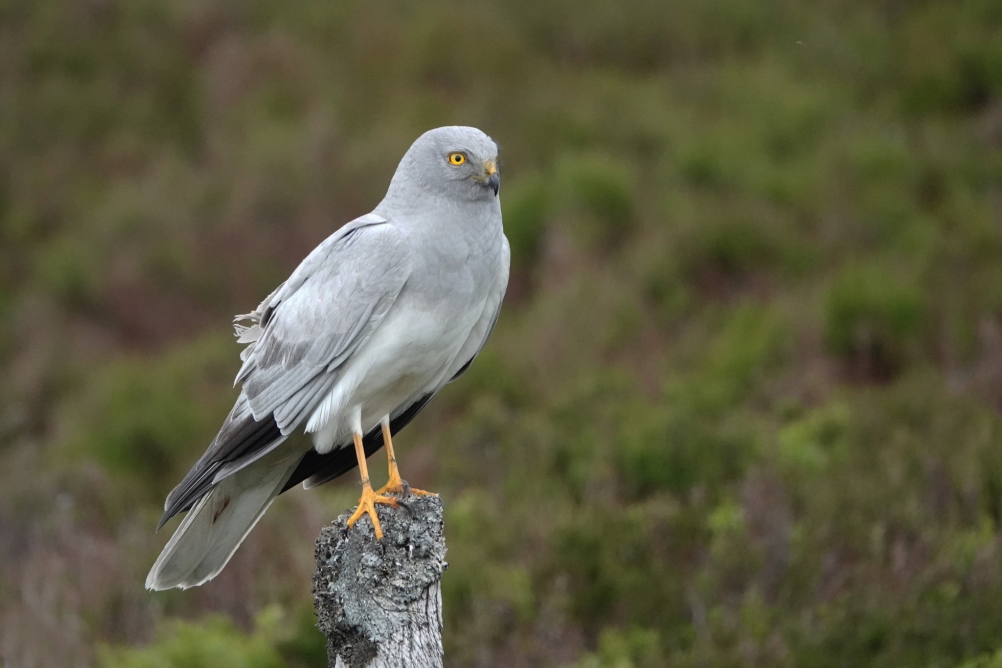 How low will they go? Faking it; death by decoy - Wild Justice