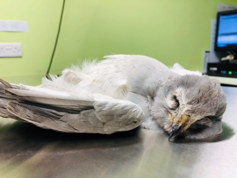 Wild Justice Forensics Fund supports 68 police investigations into ...